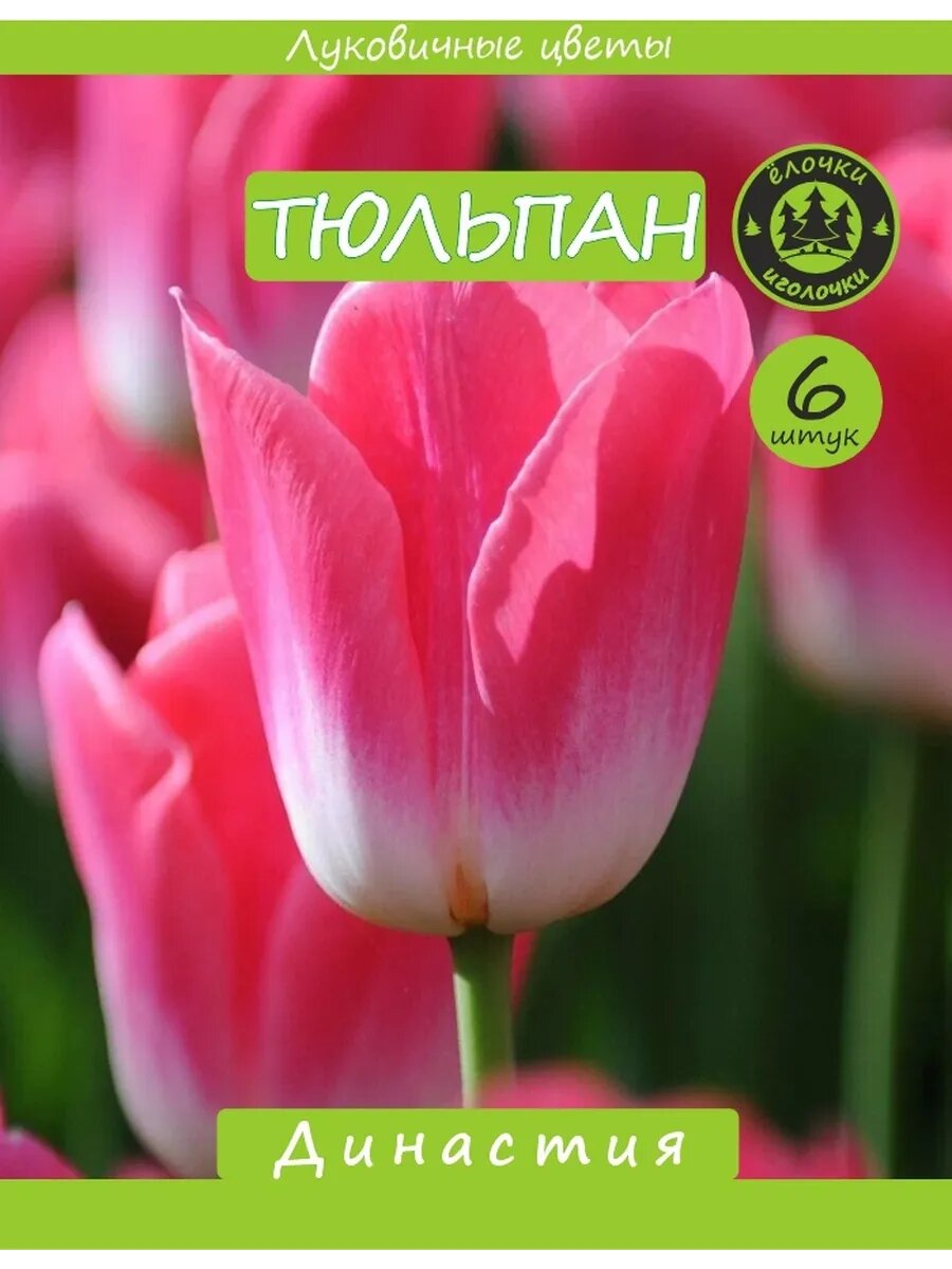 Тюльпан Луковица, Династия 6шт