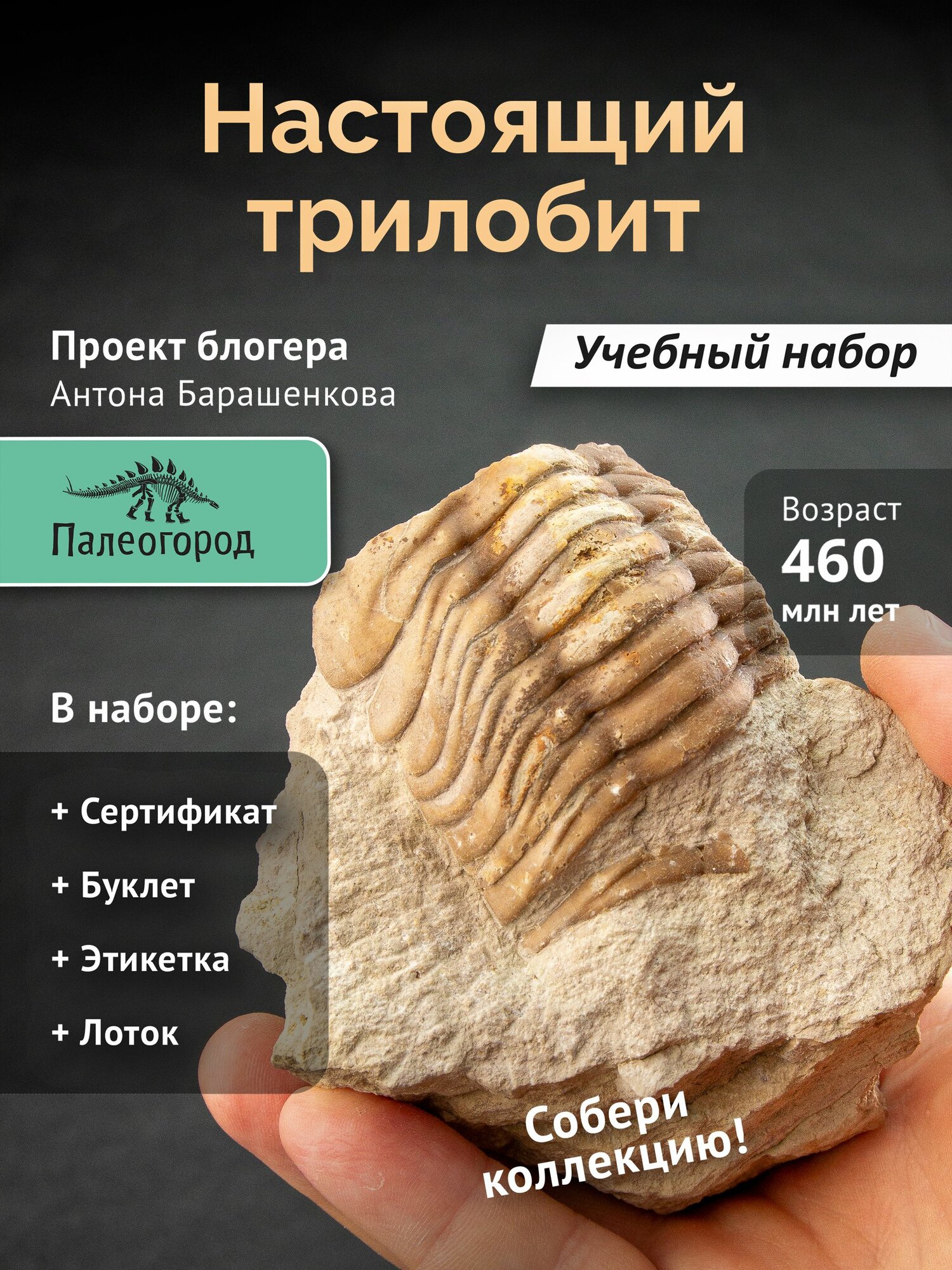 Набор палеонтолога (образец №504). Трилобит Asaphus plautini VF и Illaenus sinuatus F. Необычный подарок мальчику, девочке, подростку. Опыты и раскопки.