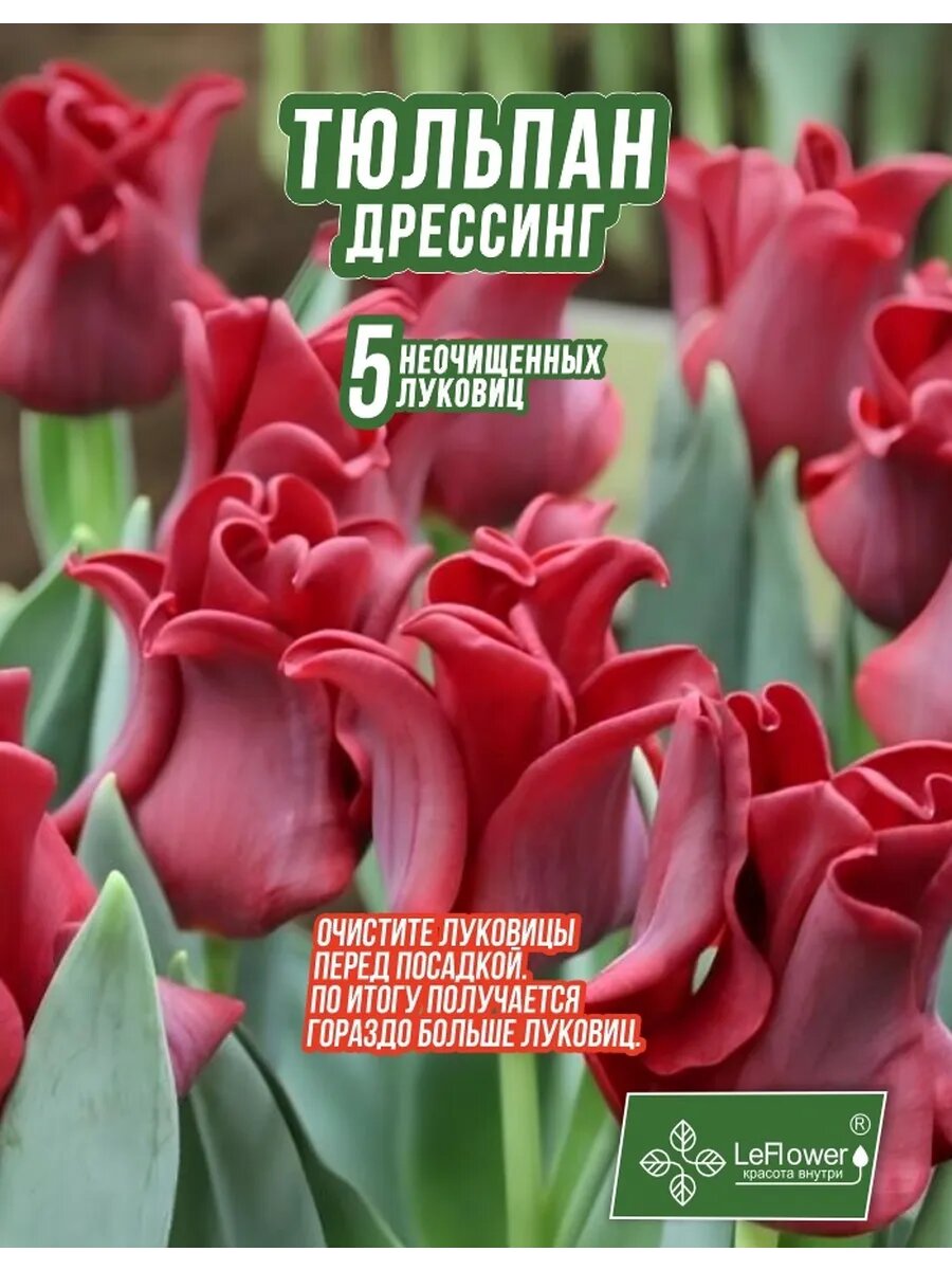 Тюльпан Луковица, Дрессинг, 5+шт