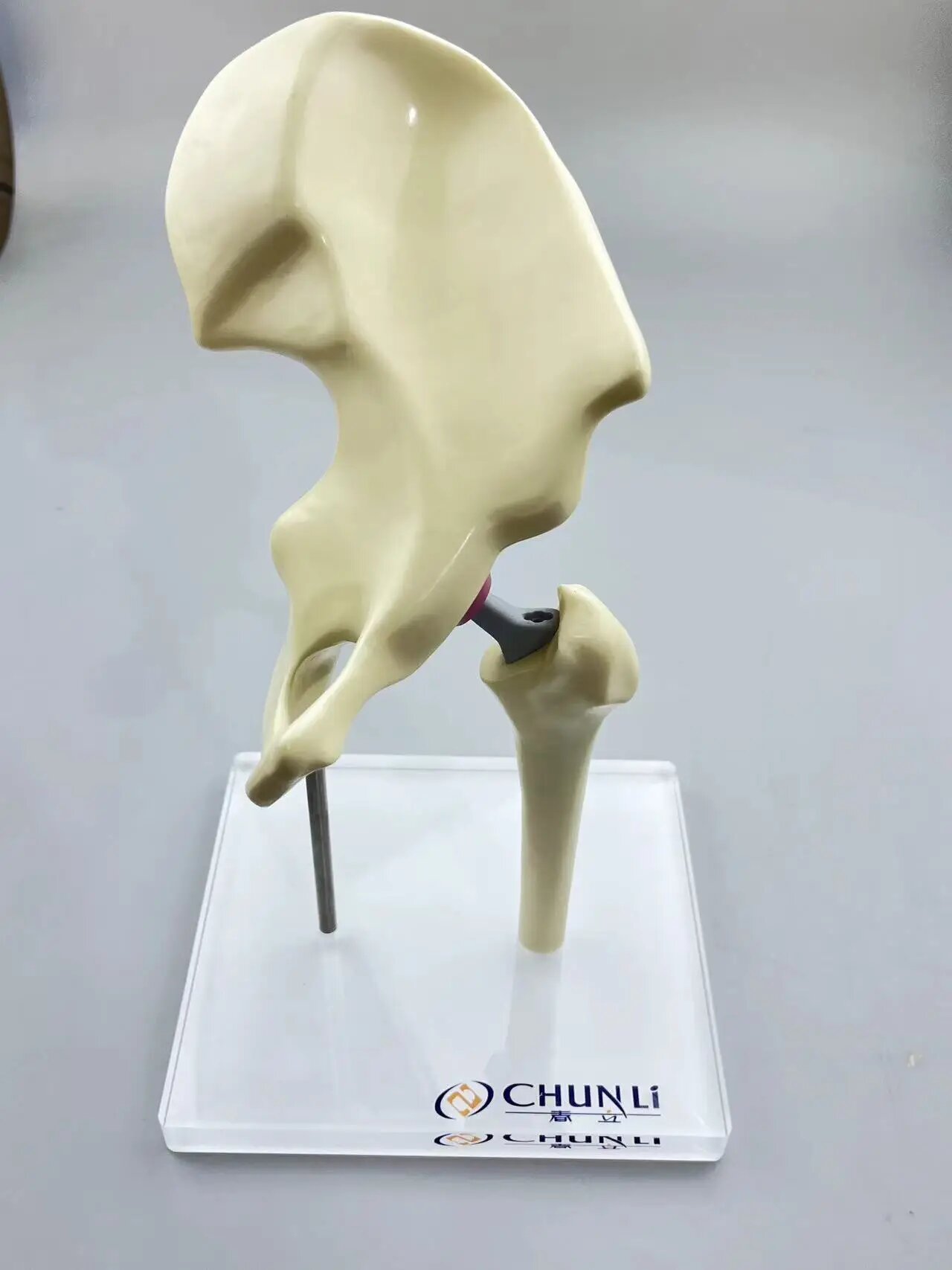 Модель искусственного тазобедренного сустава HCH 1/3 из ПВХ