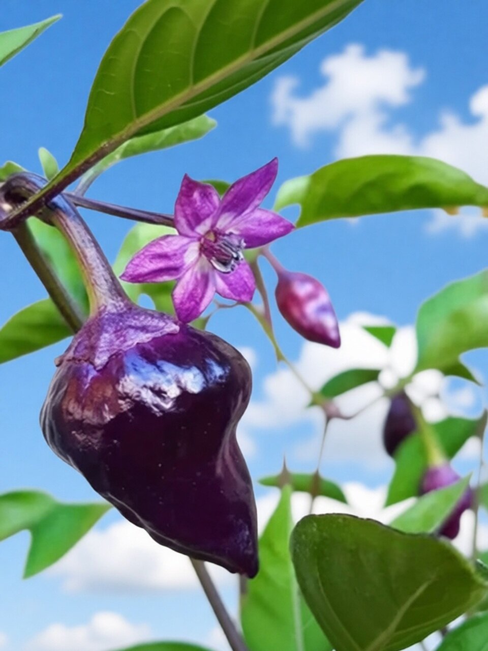 Семена Острый перец Purple UFO (Пёрпл Уфо, Фиолетовое НЛО), 10 семян