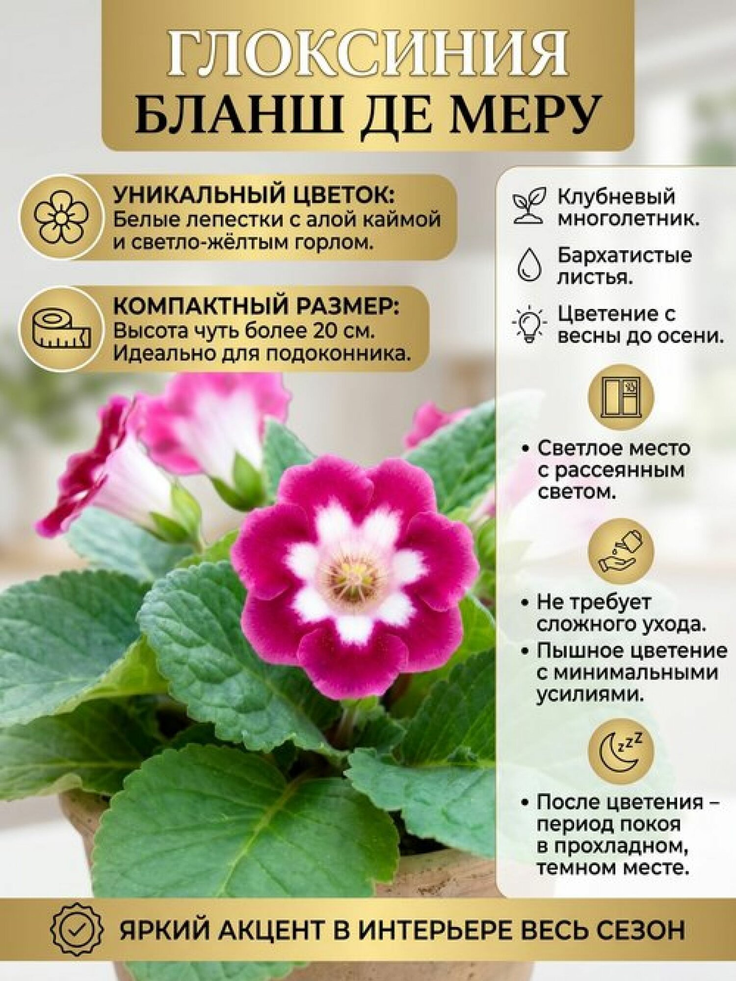 Глоксиния Бланш де Меру — фото 1