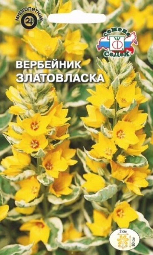 Семена вербейника Семена СеДек многолетнее почвопокровное растение, Златовласка, желтые цветки, 0,1 г