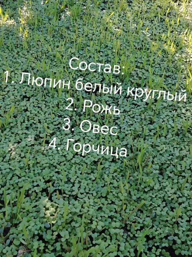 Семена — фото 1