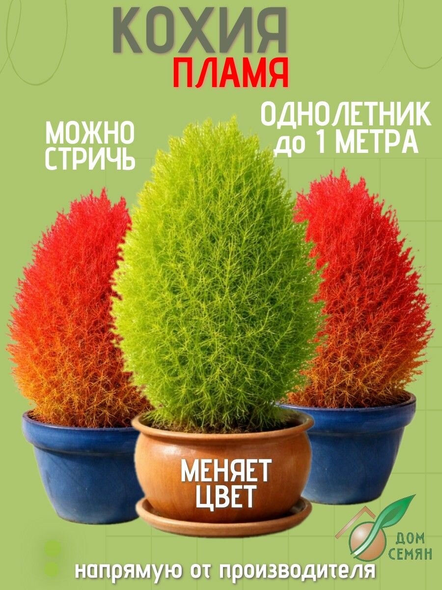 Кохия Пламя, 70 семян для посева