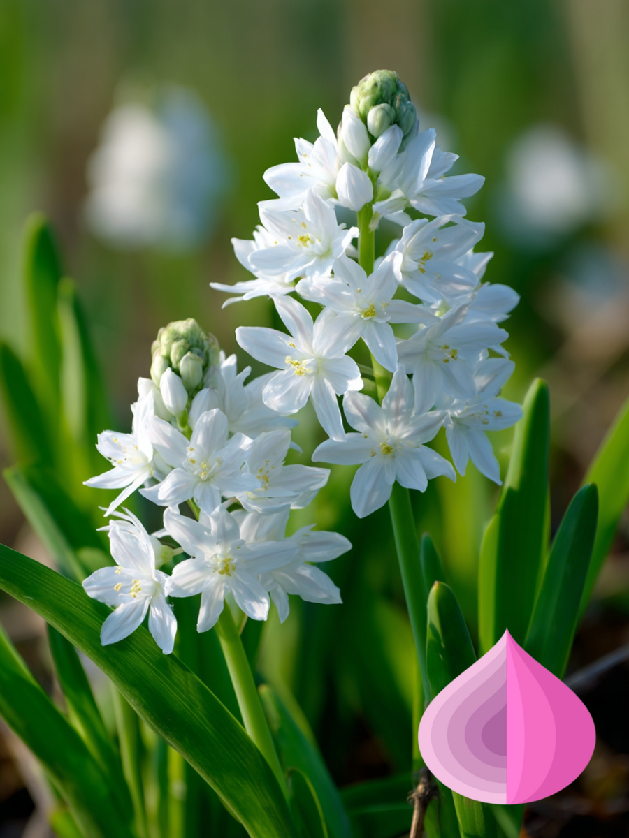 Луковицы цветов, bulbs servise, Пушкиния Либанотика Альба (10 штук)