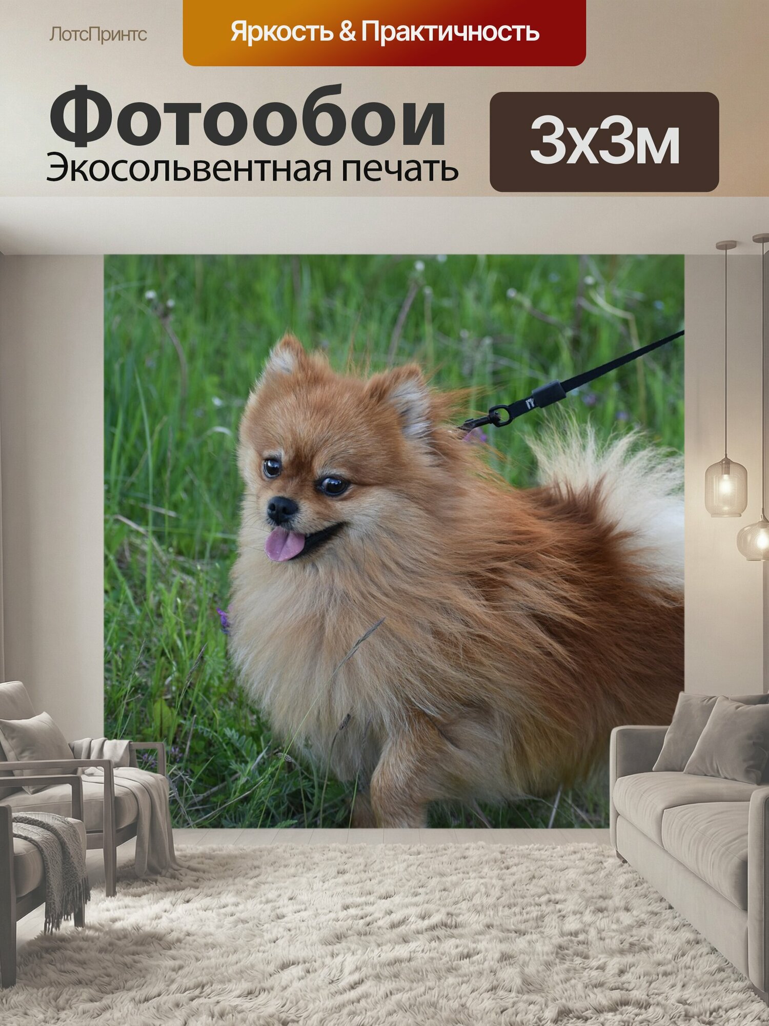 Фотообои "Собака, пес, шпиц" 300x300 см. экосольвентная печать