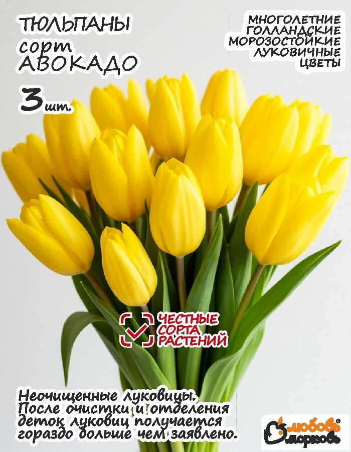 Тюльпан Луковица, Авокадо, 3 шт