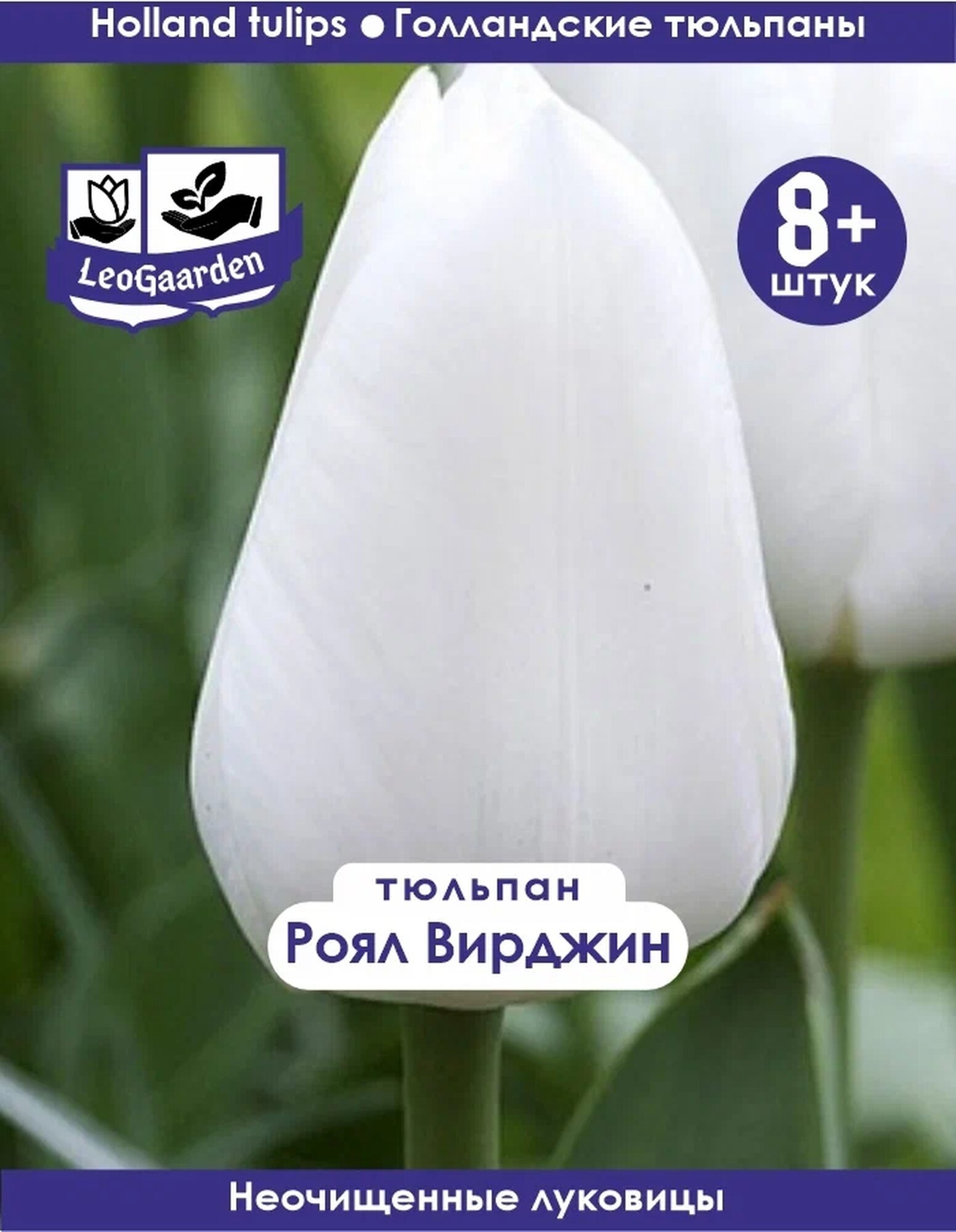 Луковицы тюльпана LeoGaarden Роял Вирджин, многолетние, высокозимостойкие, 8 штук
