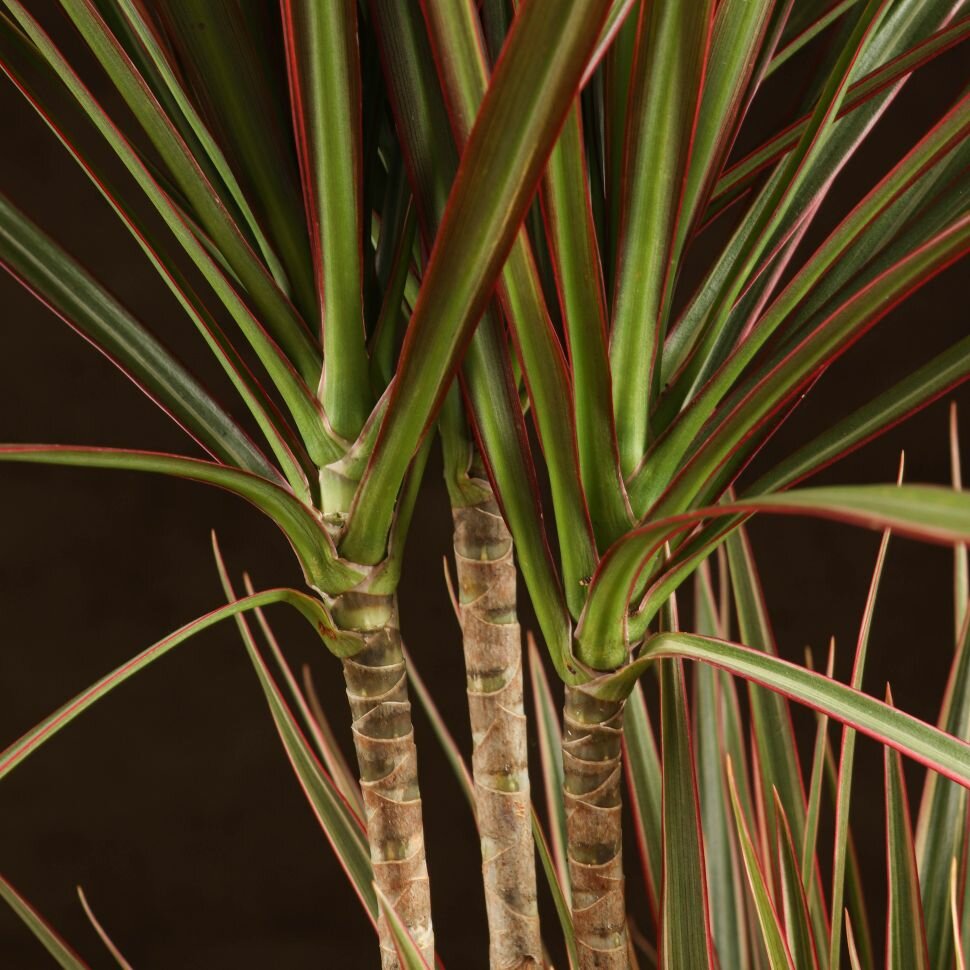 Комнатное растение LuxuryPlants Драцена Маргината Биколор 3ст 100/21 — фото 1