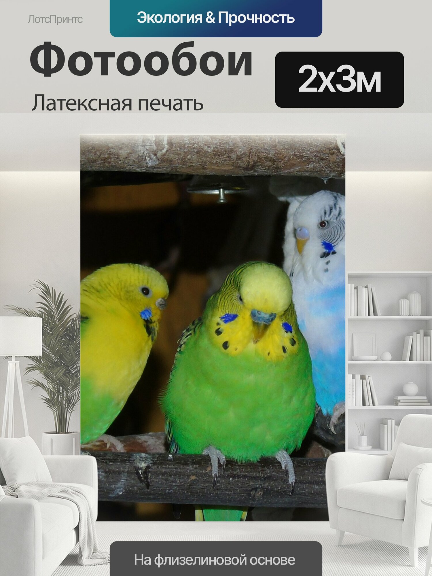 Фотообои моющиеся ударопрочные "Волнистый попугайчик, попугай, птица" 200x300 см. латексная печать