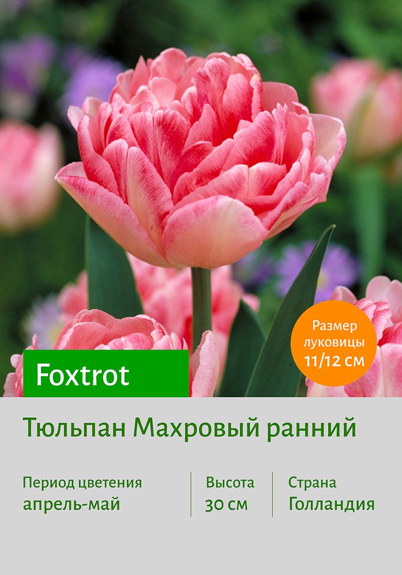 Тюльпан Фокстрот (Foxtrot) махровый ранний. Луковицы, 3 шт. Сотка.