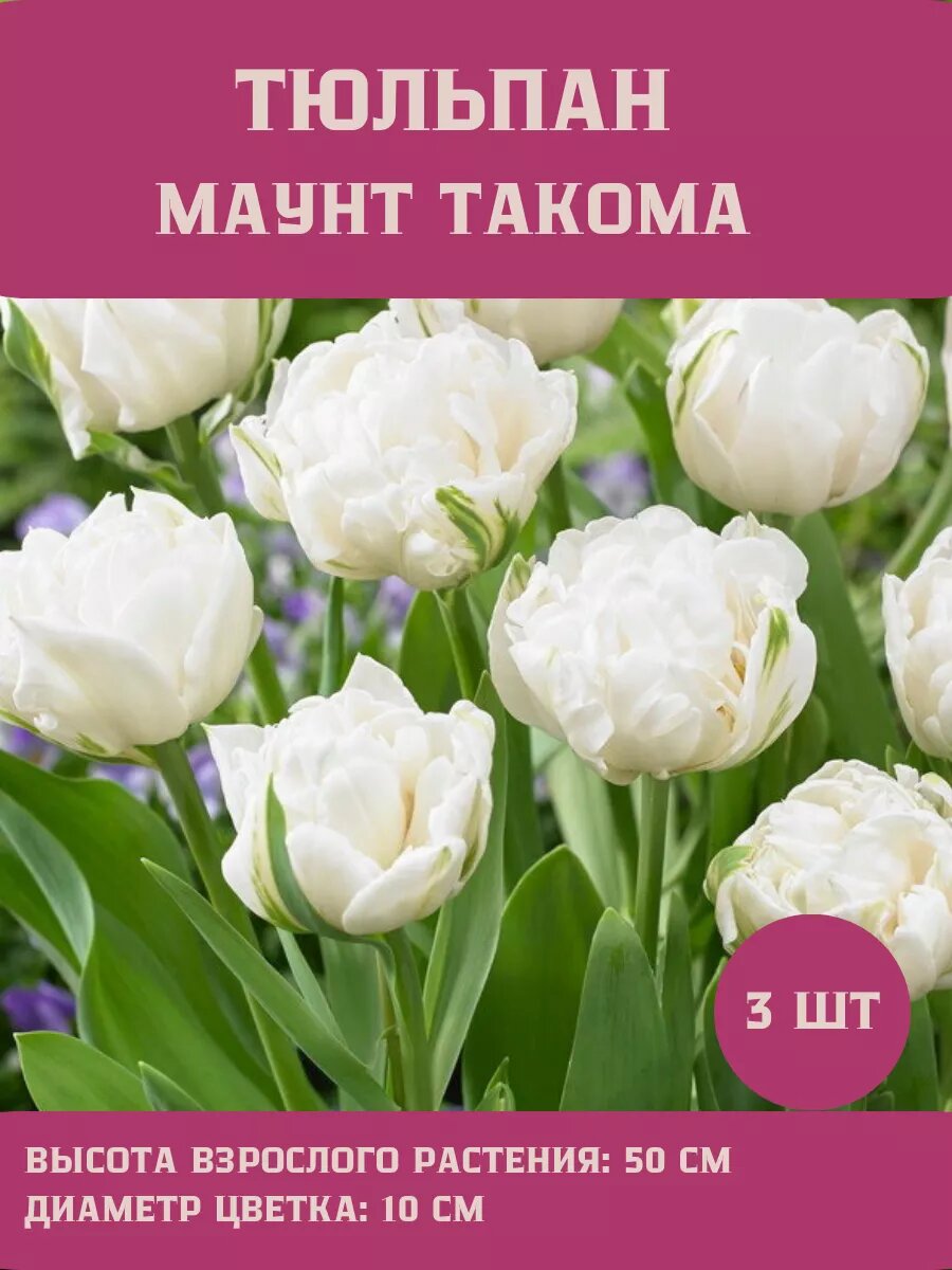 Тюльпан махровый лилиецветковый попугайный