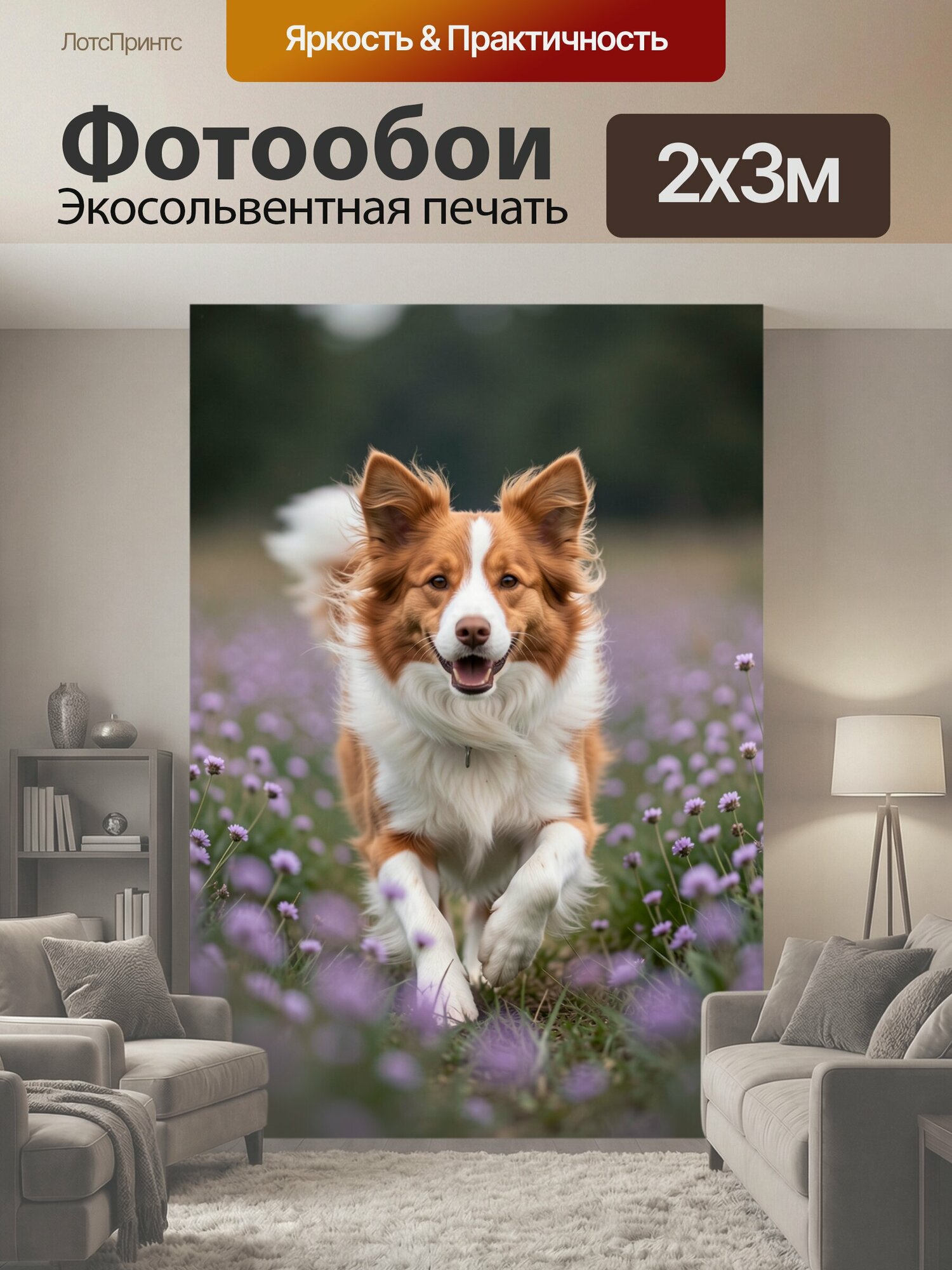 Фотообои "Собака в лавандовом поле. Рыже-белый бордер-колли бежит навстречу в цветущей лиловой поляне, мягкий размытый фон, натуральные." 200x300 см. экосольвентная печать