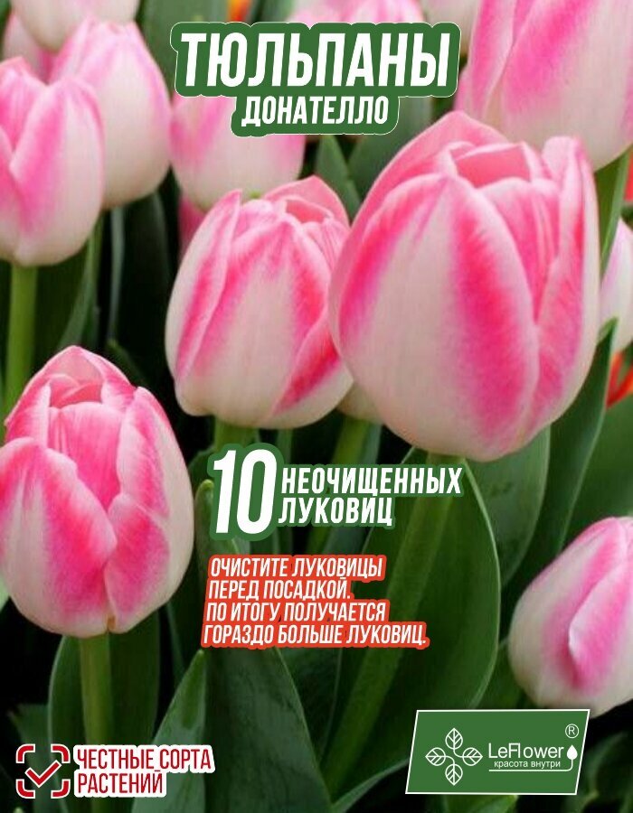 Тюльпан донателло10