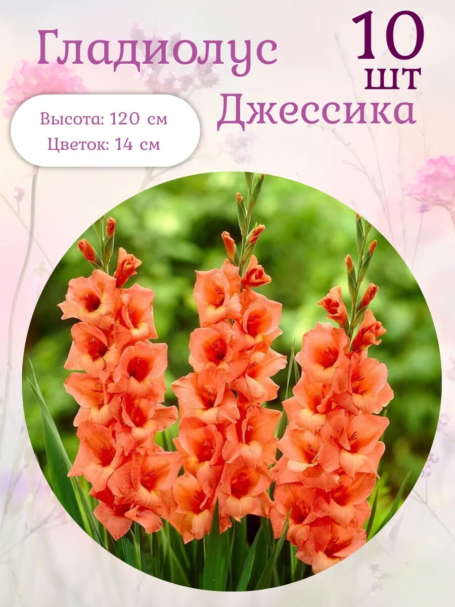 Гладиолус махровый многолетний 10 луковиц