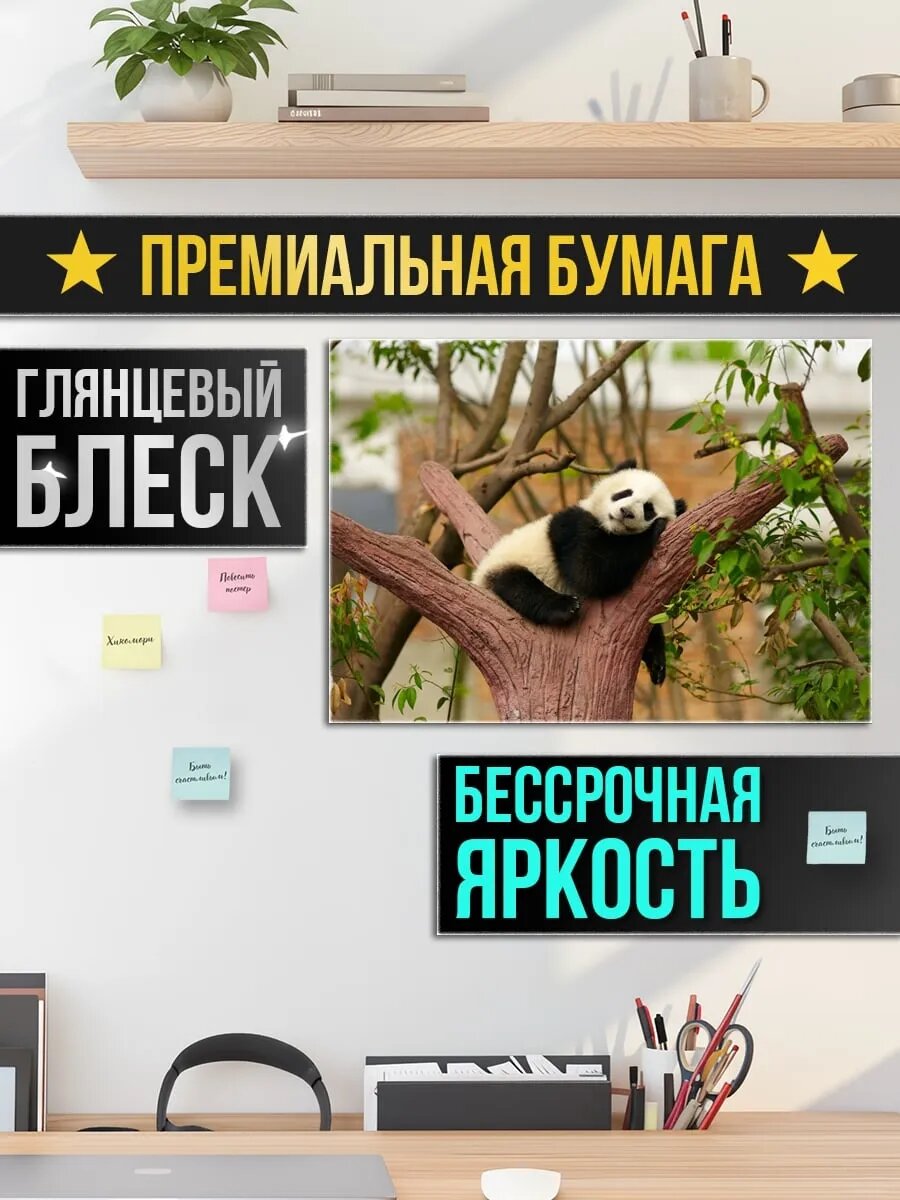 Плакат постер Панда на дереве — фото 1