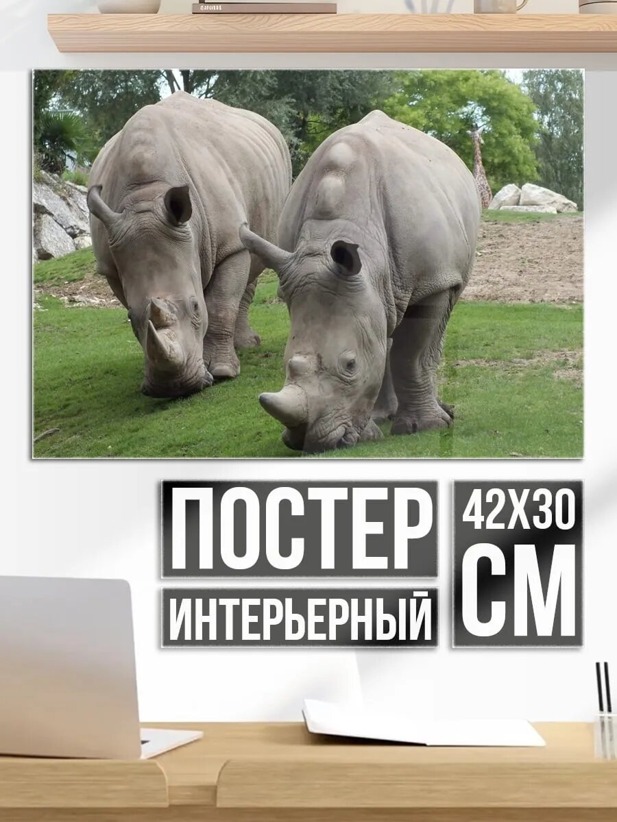 Плакат постер два носорога