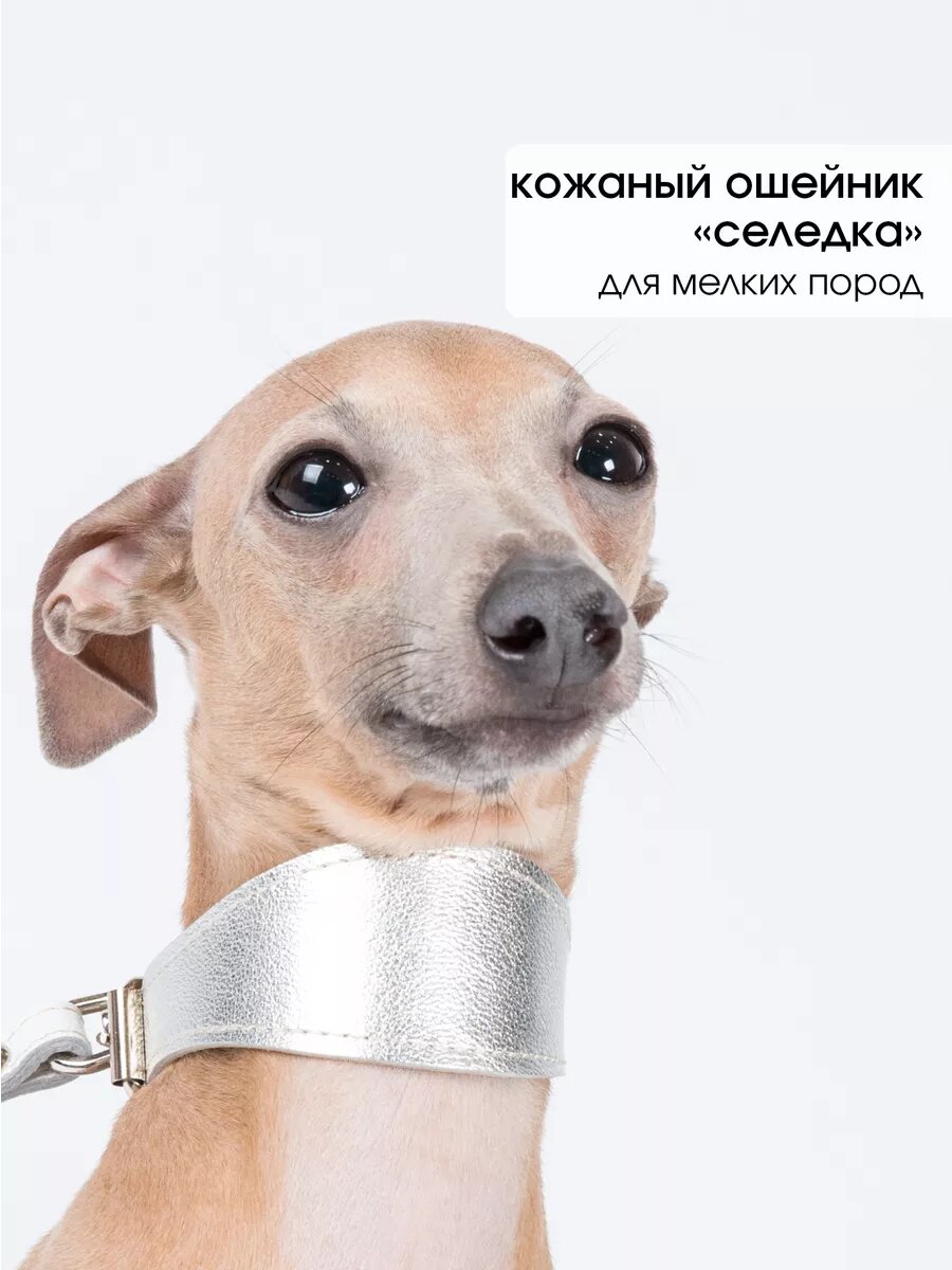 Кожаный ошейник для собак серебро селедка