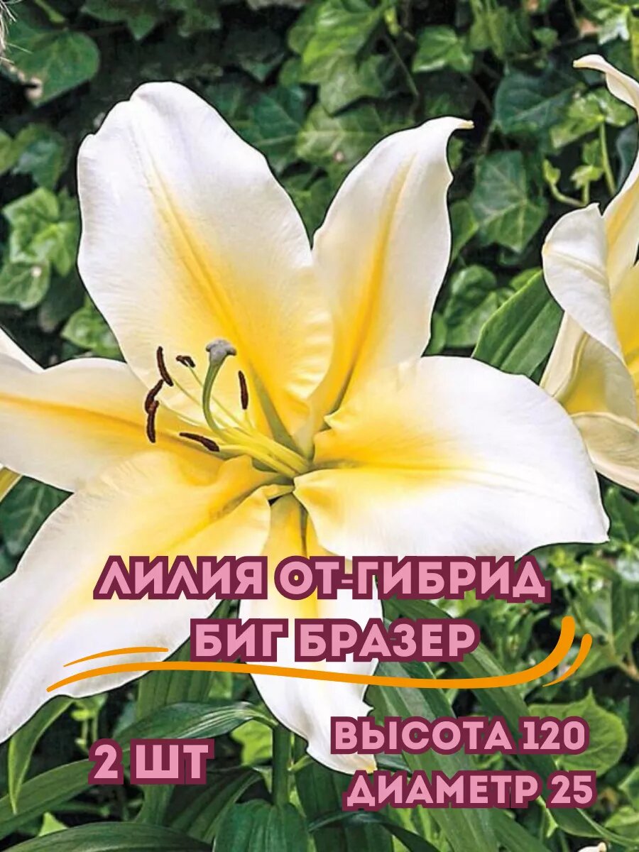 Луковицы многолетних растений лилий