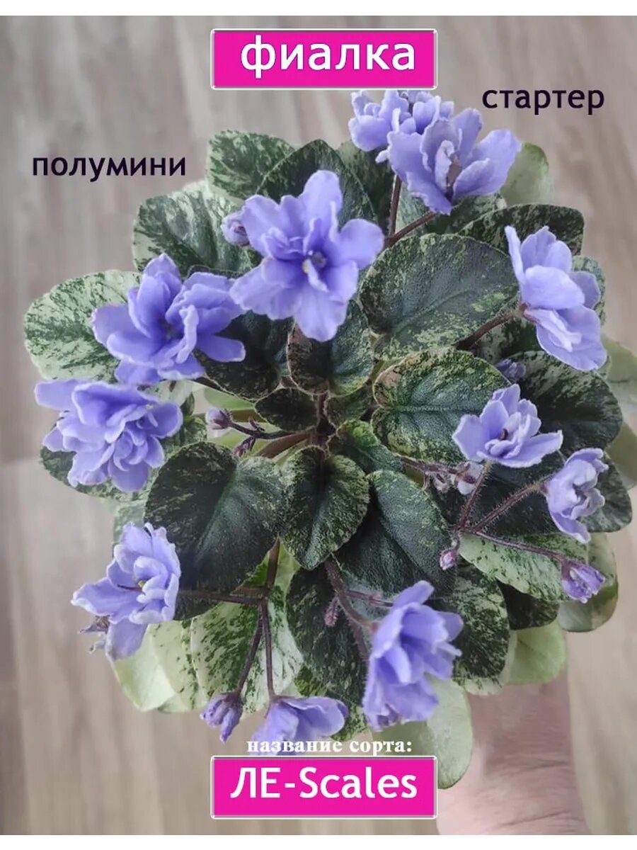 Фиалка комнатная сорт ЛЕ-Scales (стартер)