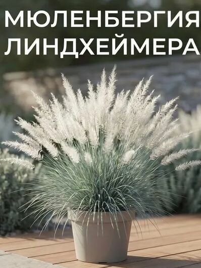Мюленбергия линдхеймера Белая