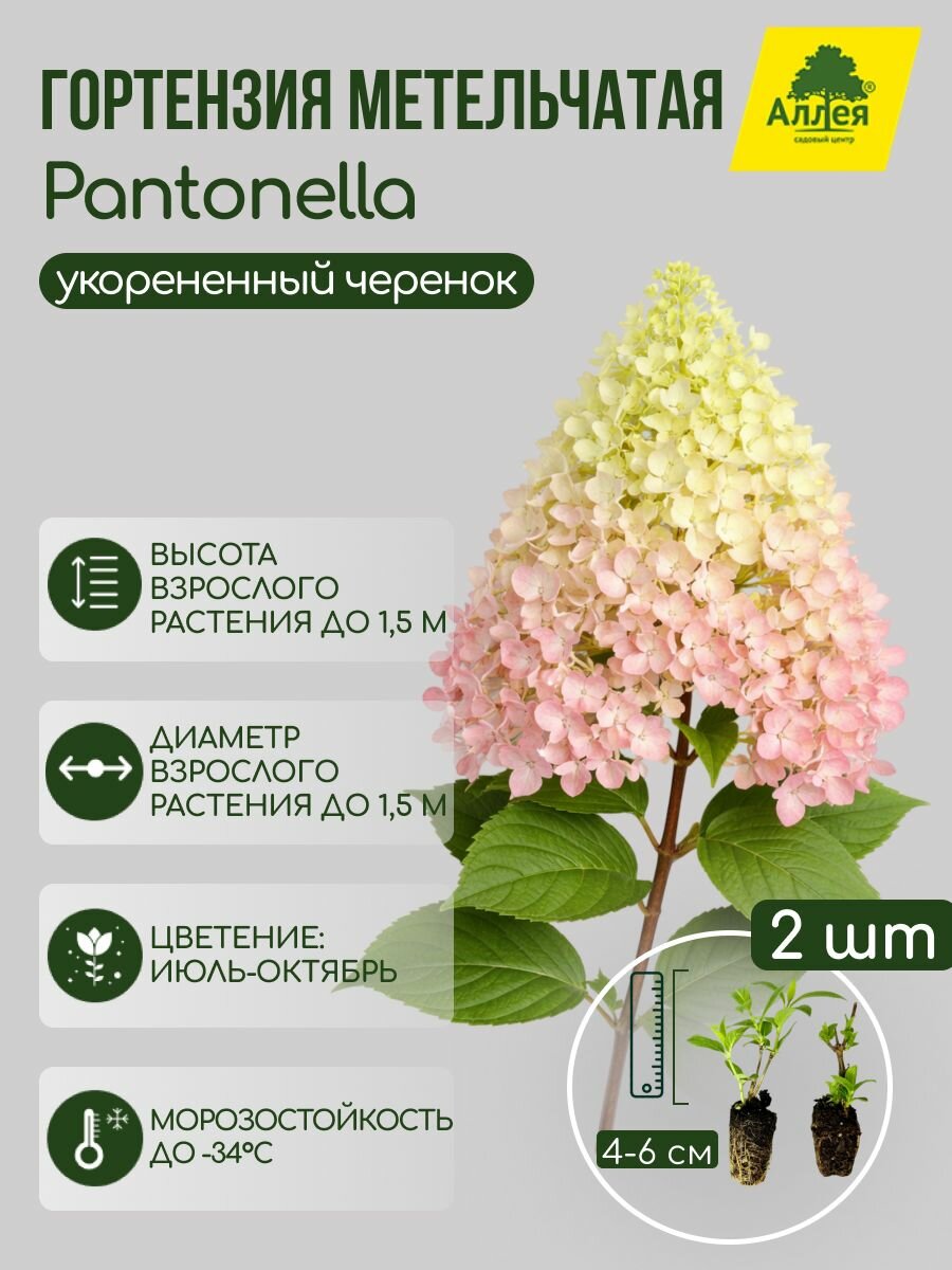 Гортензия метельчатая Pantonella укорененный черенок 2шт