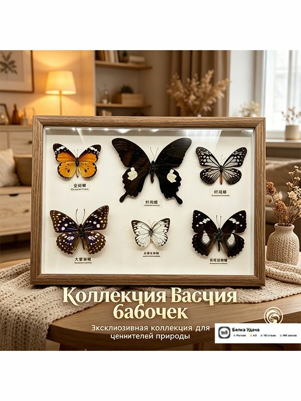 Фоторамка с настоящей бабочкой, сувенир, декор для дома, учебный материал для детей
