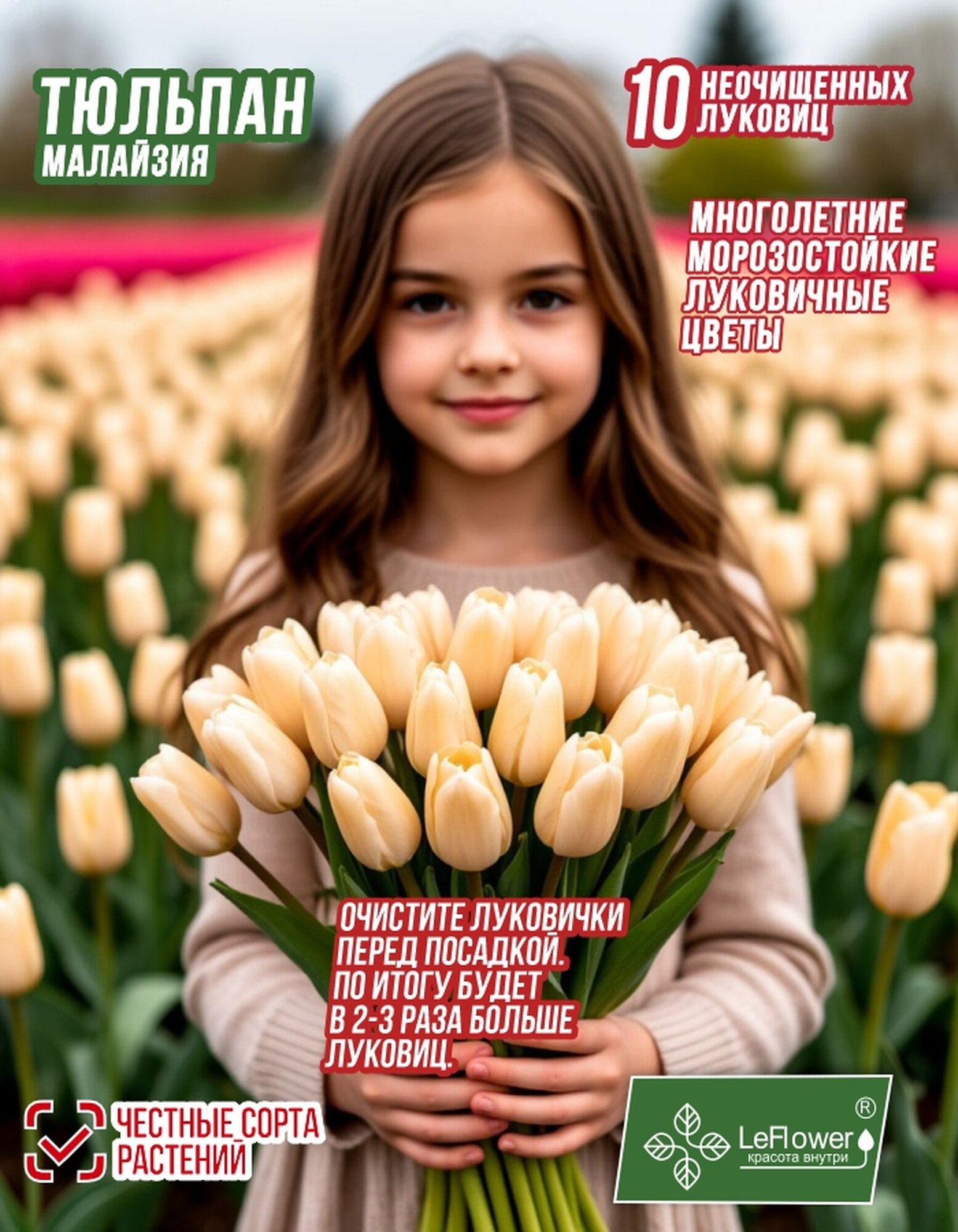 Тюльпан Малайзия 10луковиц