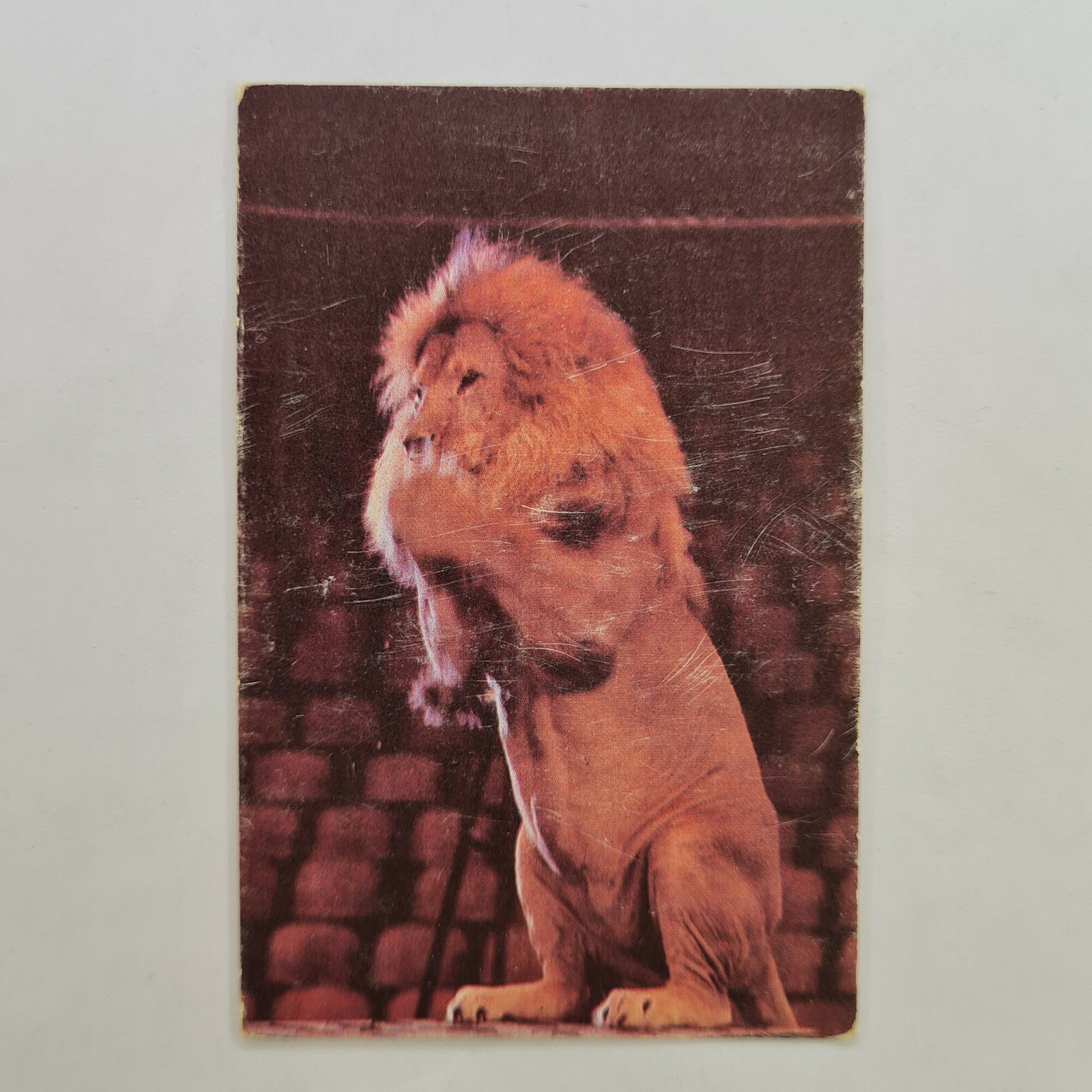 Карманный календарик СССР 1989. Лев, серия Советский цирк. Советский календарь