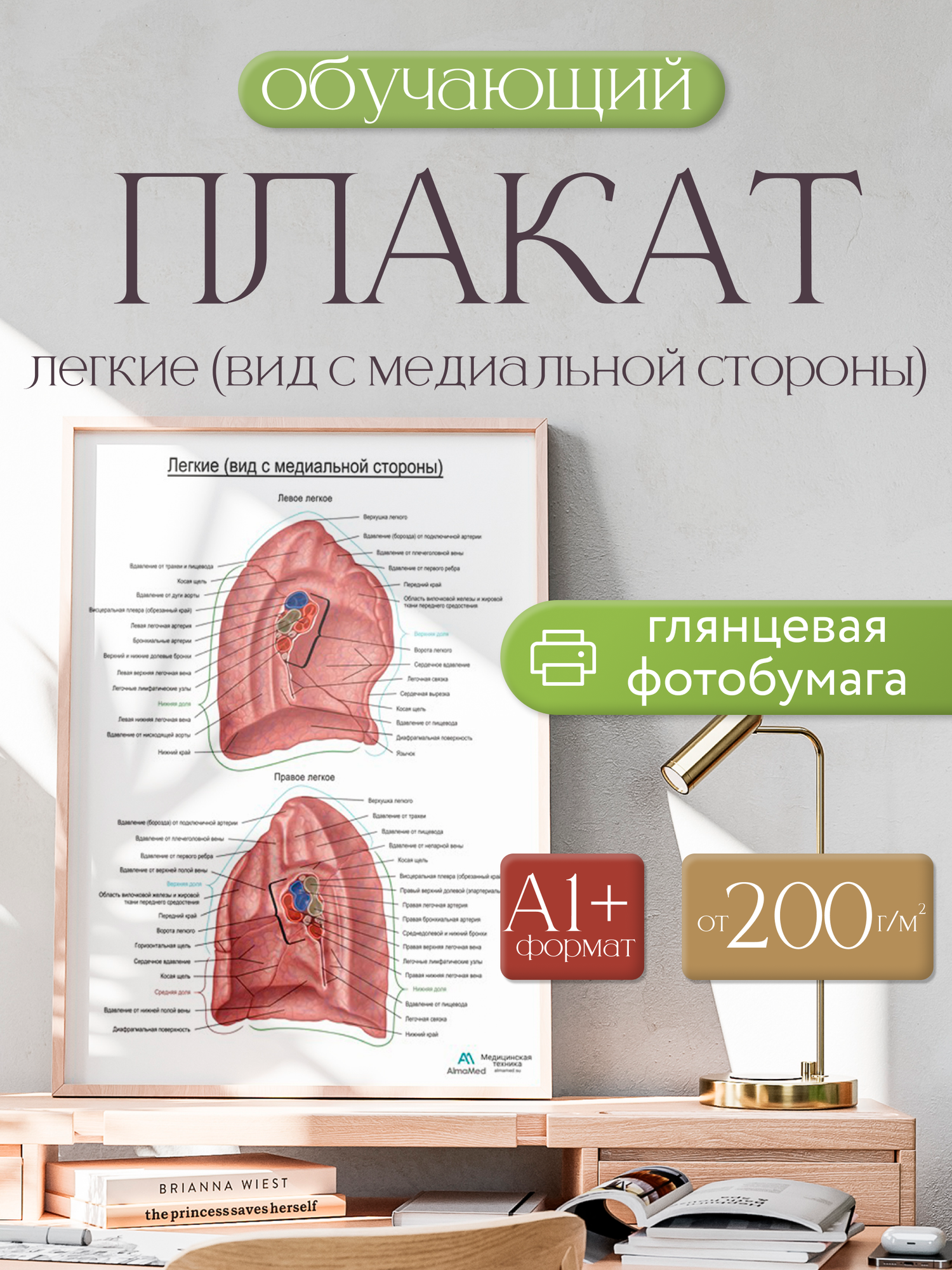 Обучающий плакат "Легкие, внутренняя сторона", размер А1+, глянцевая фотобумага от 200г/м2