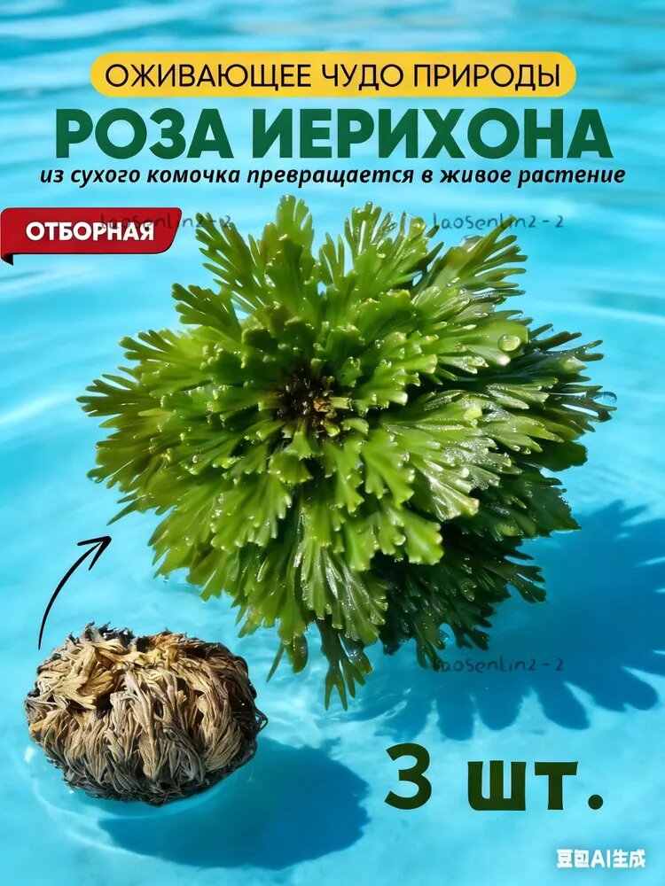 Сухоцветы Селагинелла, 6 см, 50 гр, 3 шт