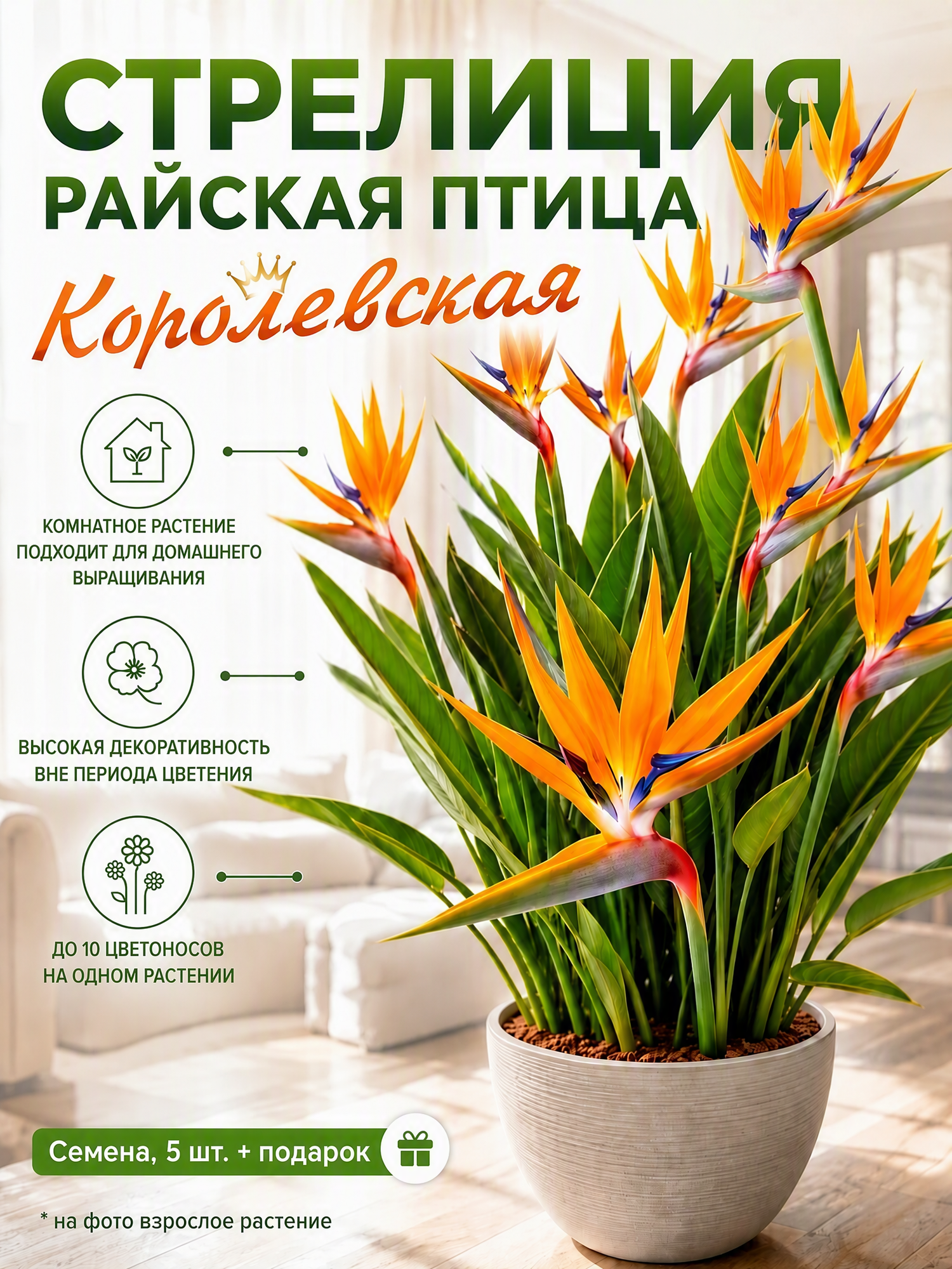 Стрелиция Райская птица, Семена, 5 шт, семена комнатных цветов