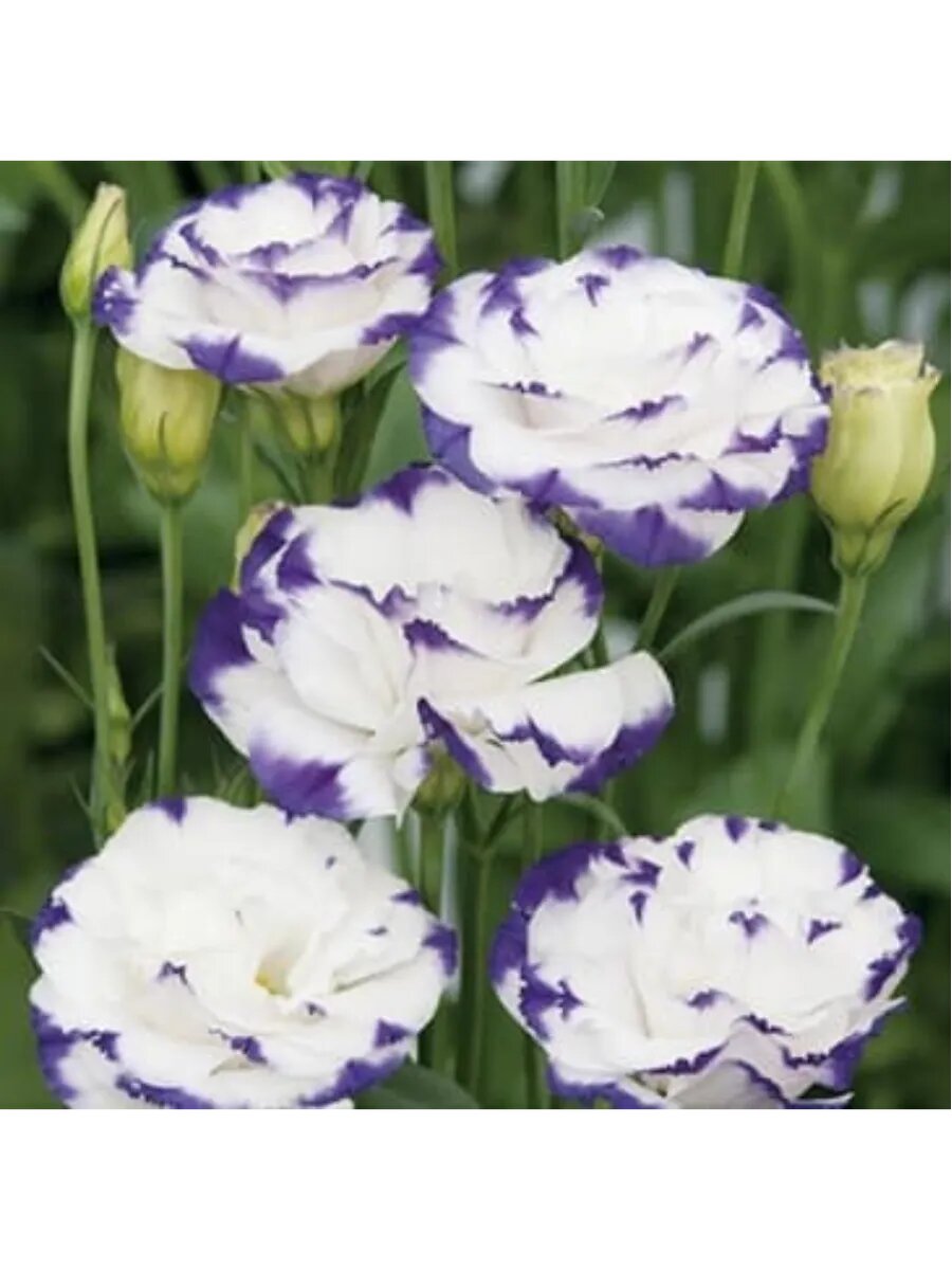 Семена эустомы Super Magic I-II F1 capri blue (10шт.)