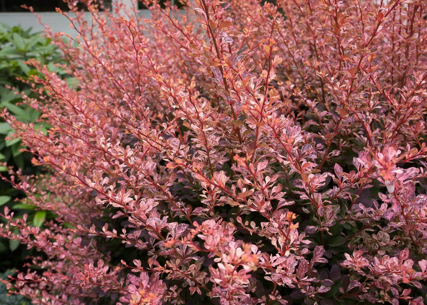 Барбарис тунберга Роуз Глоу (Rose Glow), 20-40, С5