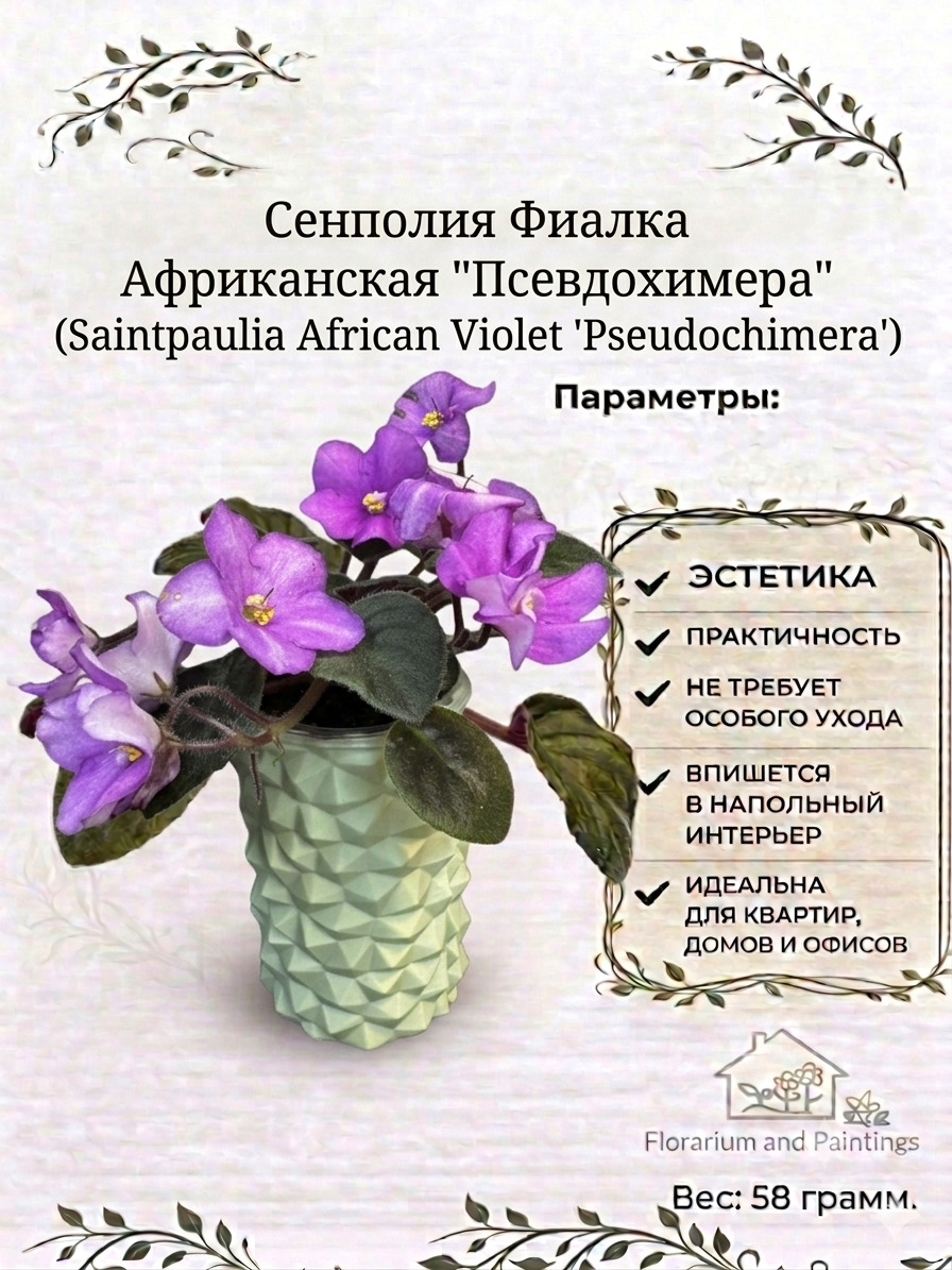 Комнатное растение фиалка семполия псевдо химера