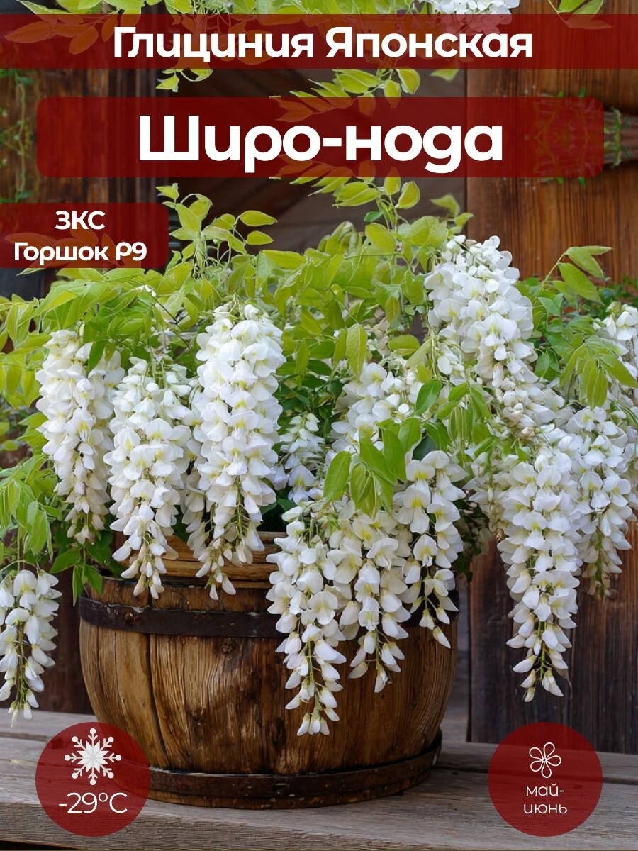 Глициния Широ-нода морозостойкая