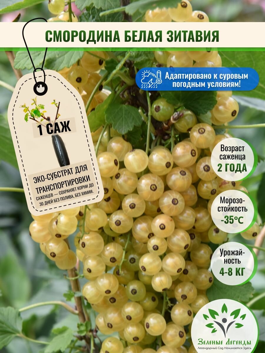 Смородина саженцы белая Зитавия