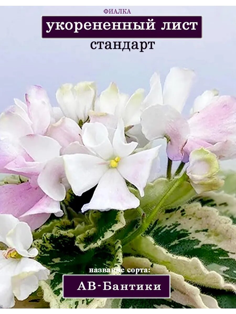 Фиалка укорененный лист сорт АВ-Бантики