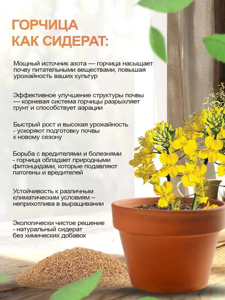 Горчица семена сидерат 1 кг — фото 1