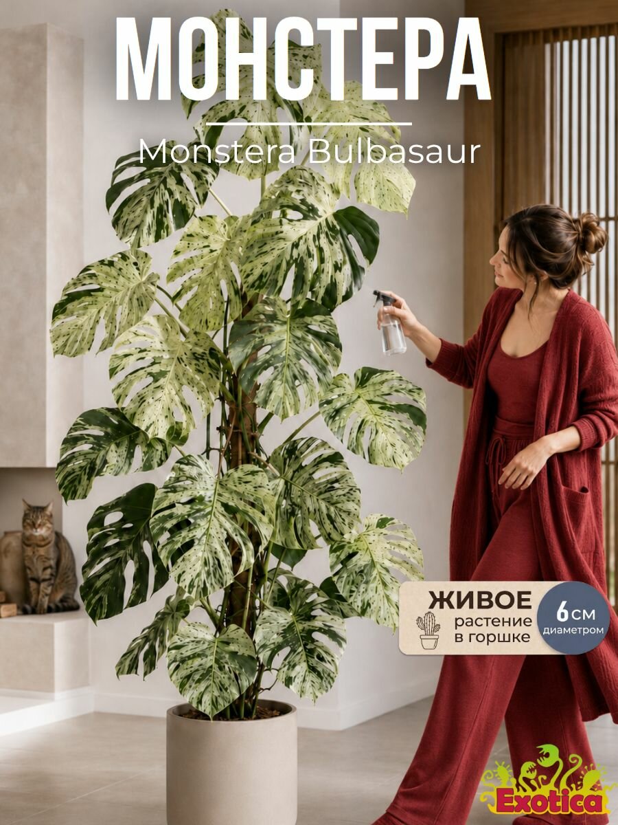Монстера Бульбазавр (Monstera Bulbasaur) D6см, редкое растение