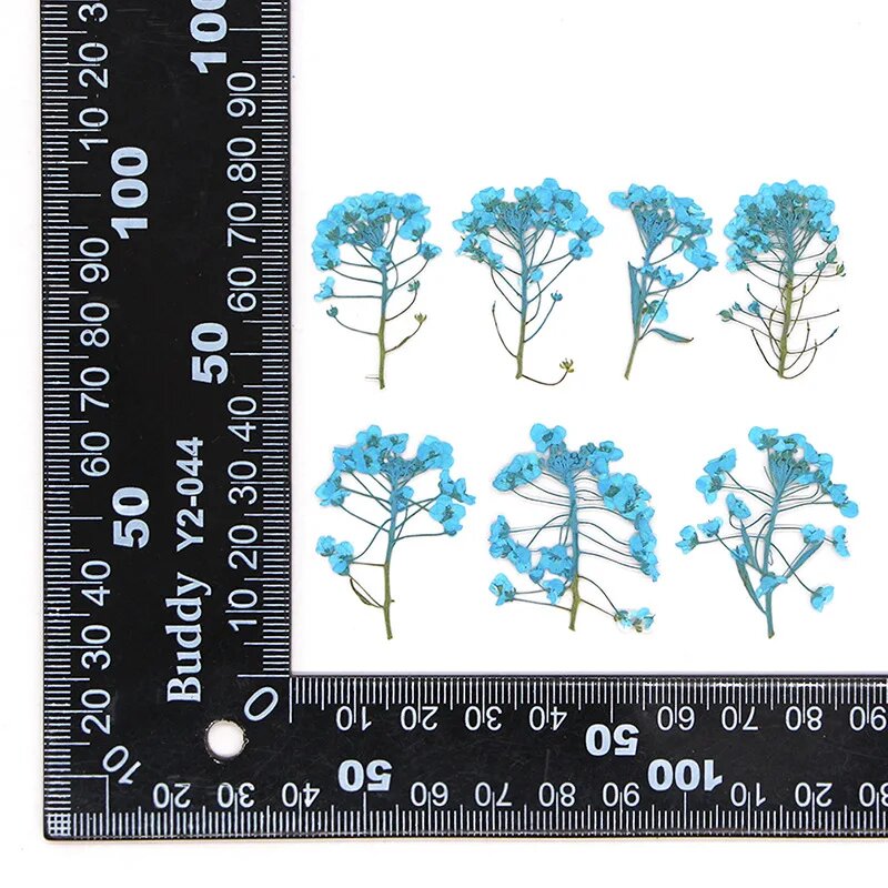 Натуральные прессованные цветочные головки алисумов 12 шт. 3-3,5 см Dye Lake Blue