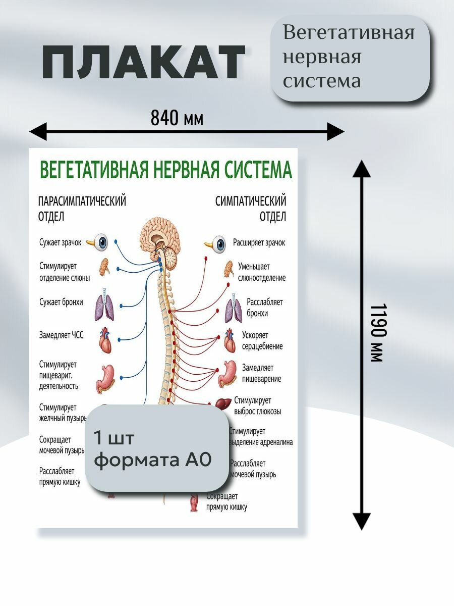 Формат А0 "Вегетативная нервная система"