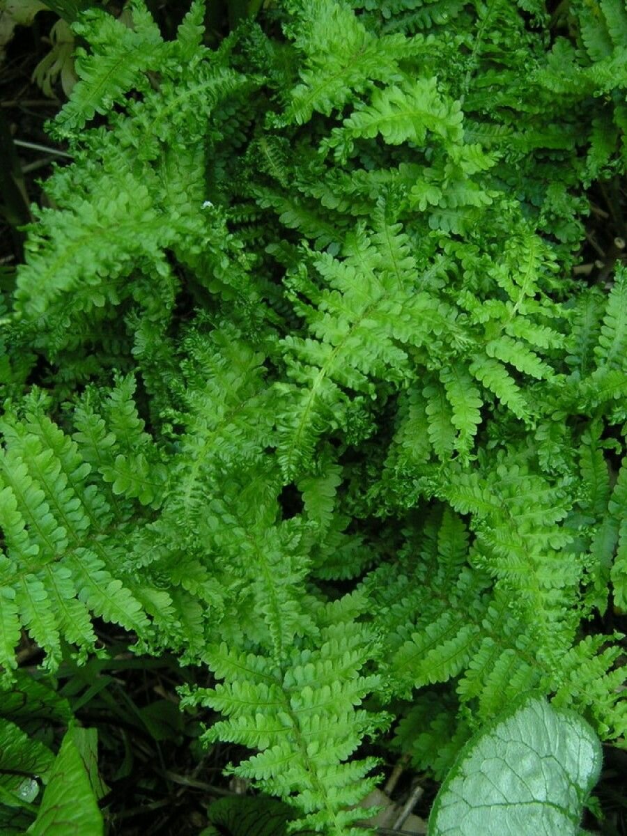 Семена Папоротник Щитовник мужской Crispa Cristata (Dryopteris filix-mas), 40 штук