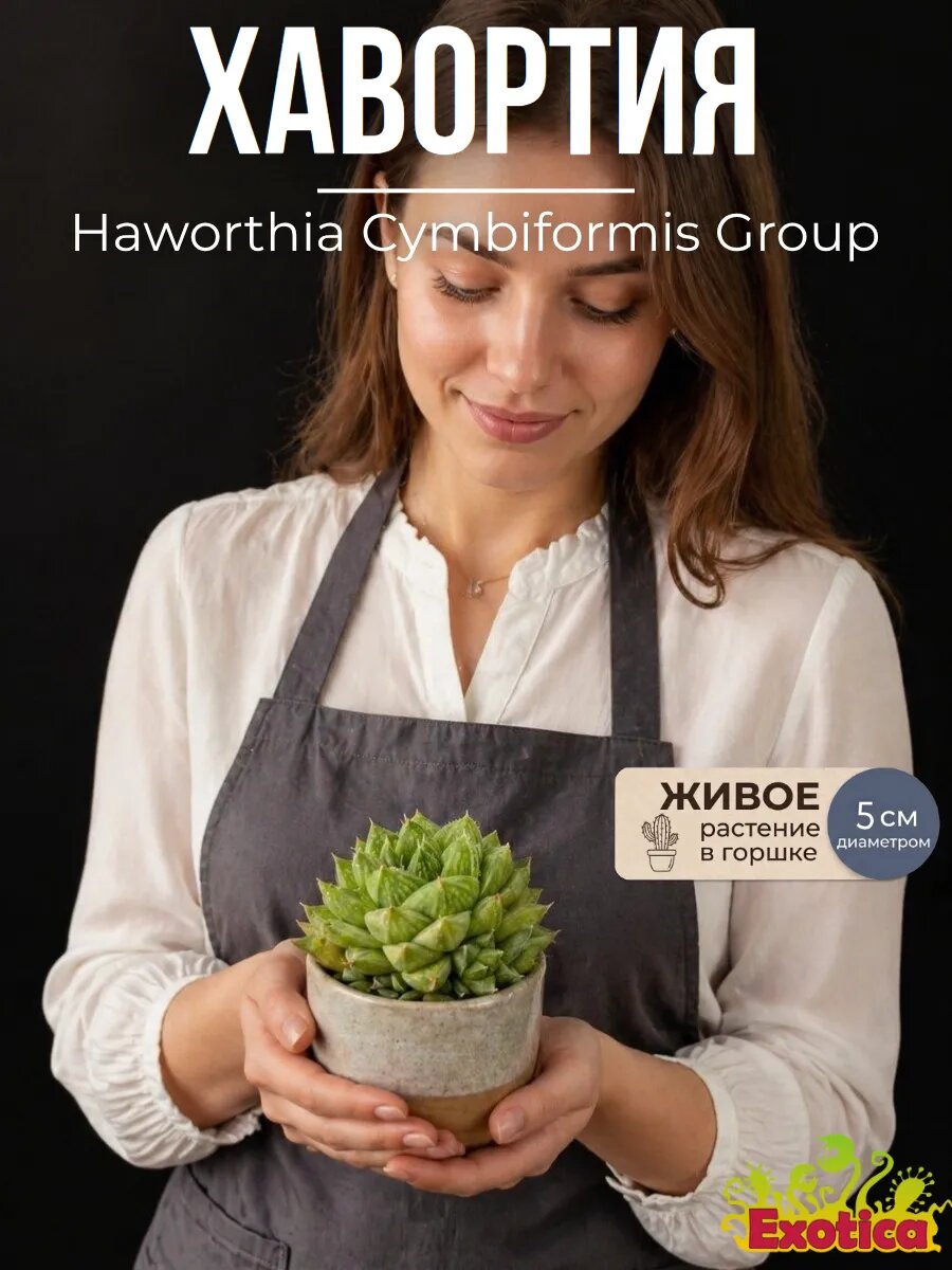 Хавортия Льдевидная Груп (Haworthia Сymbiformis Group) D5см, суккуленты живые