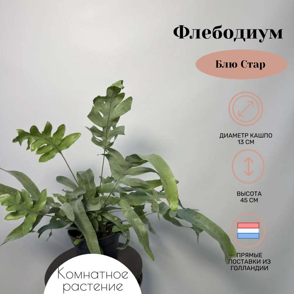 Комнатное растение "Флебодиум" Блю Стар, в транспортировочном горшке, высота 45см