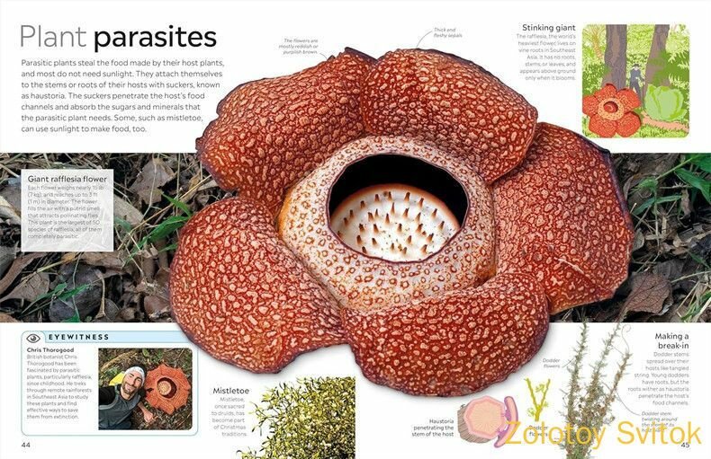 Книга "DK Eyewitness Plants", 2025, мягкая обложка, английский язык — фото 1