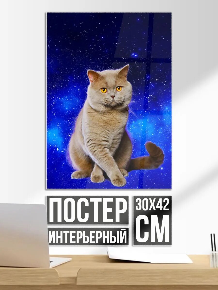 Постер на стену Британский кот на фоне звёздного неба