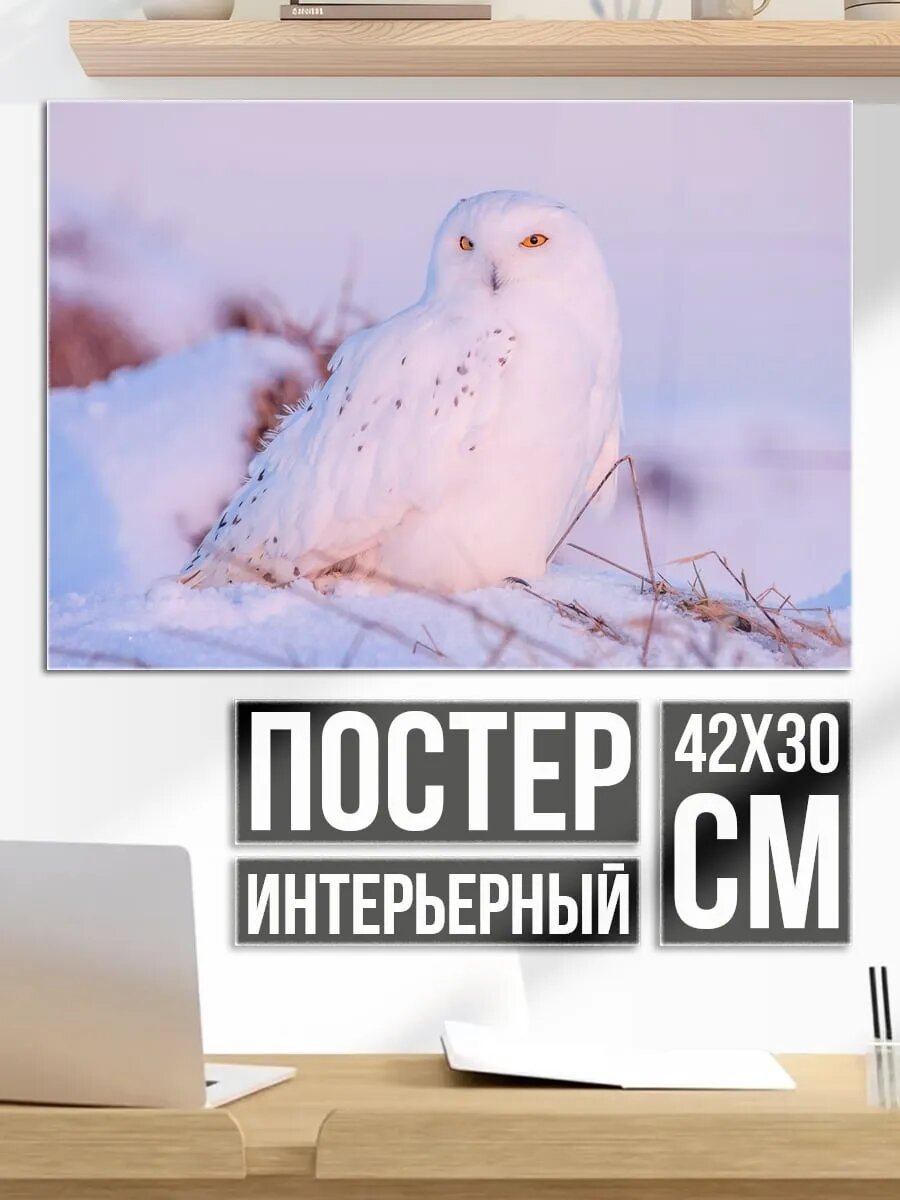Плакат постер Белая сова