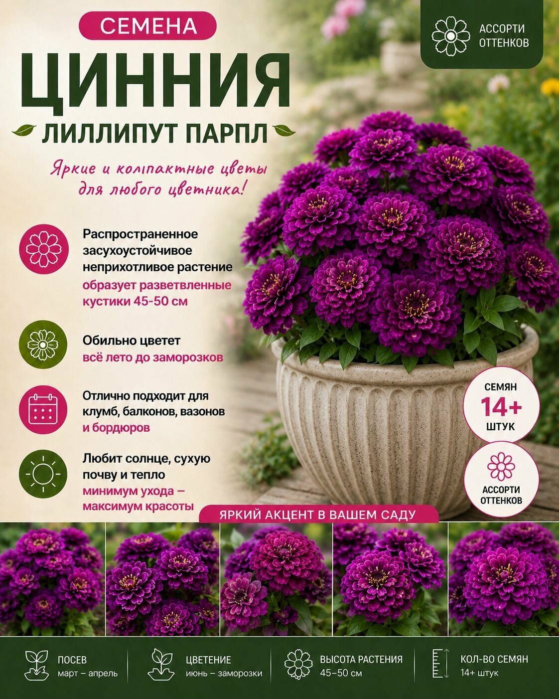 Цинния Лилипут Парпл, семена сбор 2025